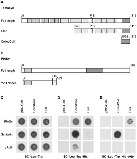 Yeast Two Hybrid Interaction Of Tomosyn 1 And Piasc A Tomosyn Amino Download Scientific