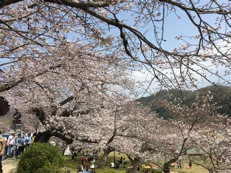 岩国 錦帯橋の桜