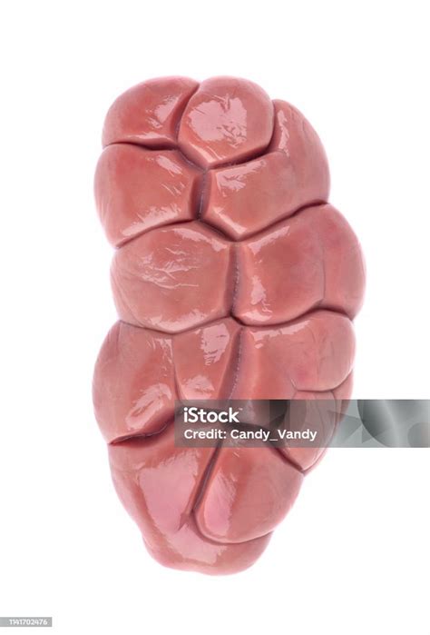 쇠고기 신장 원시 흰색 배경에 고립 닫습니다 암소 신장 고립 가까운에 대한 스톡 사진 및 기타 이미지 가까운 건강관리와