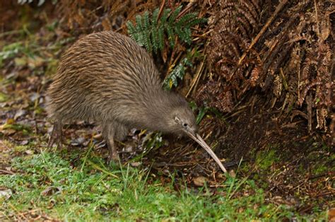El Kiwi ¿qué Sabes Del Ave Nacional De Nueva Zelanda Culturizando