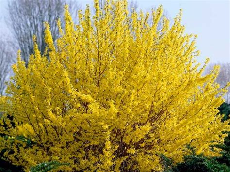 Форзиция Миниголд купить в Москве, доставка почтой по России, недорого ...