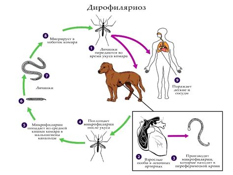Дирофиляриоз – Dez Service