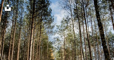 숲 한가운데의 비포장 도로 사진 Unsplash의 무료 길 이미지