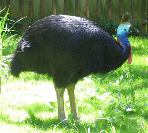 Cassowary