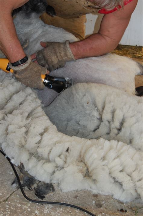 Crosswinds Farm Naked Sheep