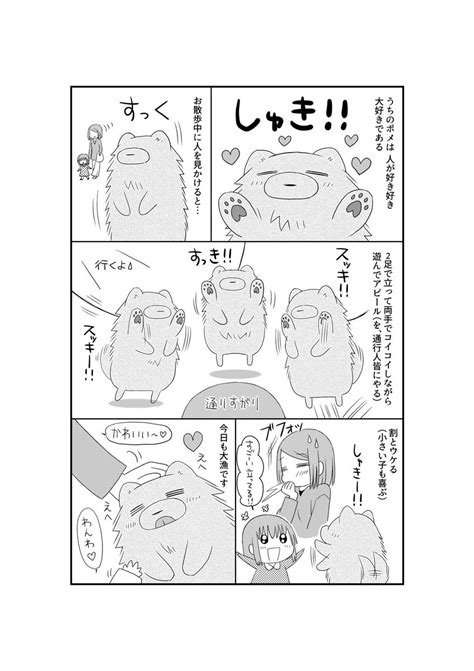 「人が大好きなうちのポメ。でもコロナのせいで可哀想なことに。エアなでなでしてあげてください🥺 ポメラニアン 宗次郎」橘紫夕でかポメ