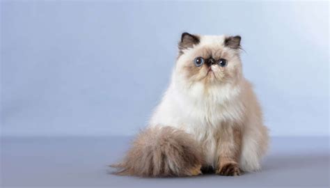 The Origins Of The Most Popular Cat Breeds