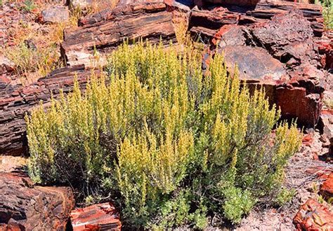 Artemisia Description Genus Major Species Uses And Facts Britannica