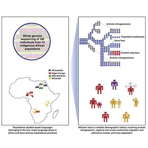 Human Gene Flow