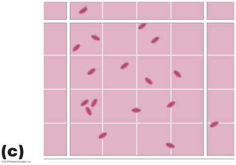 Bacteria Quantification Flashcards Quizlet