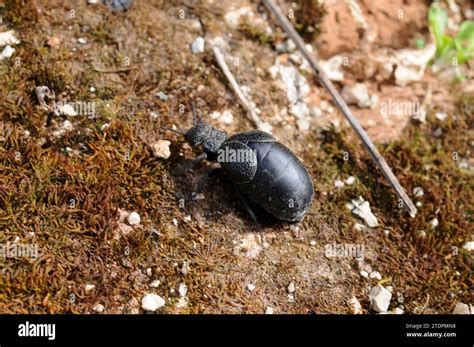 European Oil Beetle Meloe Proscarabaeus Is A Beetle Native To Europe
