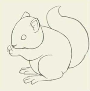 How To Draw A Squirrel For Beginners And Realistic
