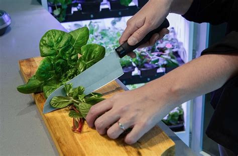 Uma novidade tecnológica para quem sonha ter uma horta no apartamento Conexão Safra