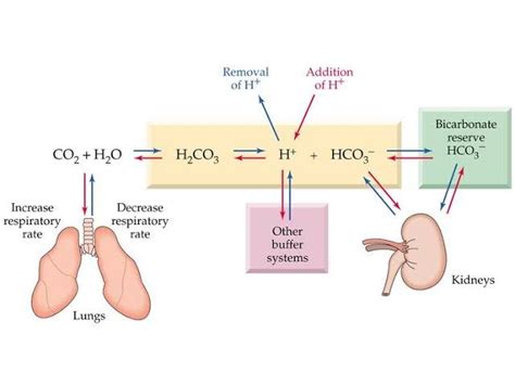How Respiratory System Helps Maintain Acid Base Balance My School Exams