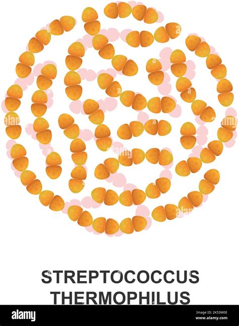 Streptococcus Thermophilus Probiotic Bacteria Vector Image 48 Off
