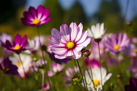 녹색 줄기를 가진 주황색 꽃 금잔화 꽃 사진 배경 일러스트 및 사진 무료 다운로드 Pngtree