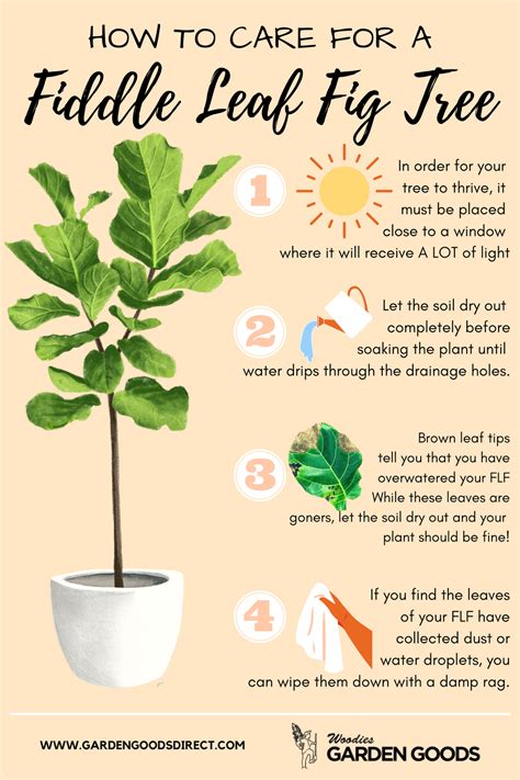Fiddle Leaf Fig Tree Care Guide