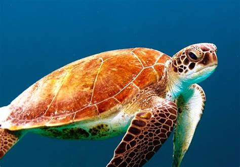 WORLD TURTLE DAY May National Today