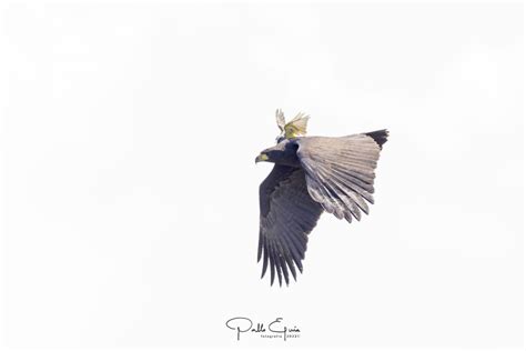 Águila Negra Buteogallus urubitinga EcoRegistros