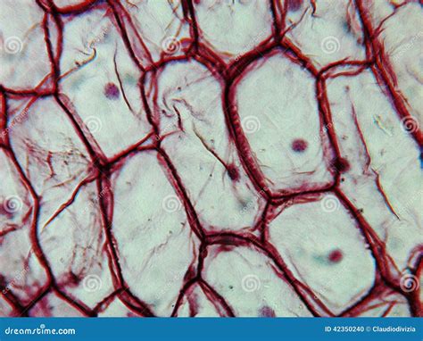 Onion Epidermus Micrograph Stock Photo Image Of Research