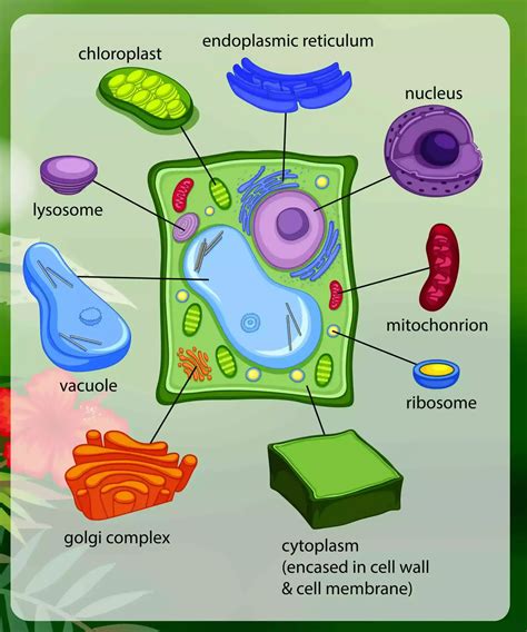 Plant Cell Golgi Apparatus