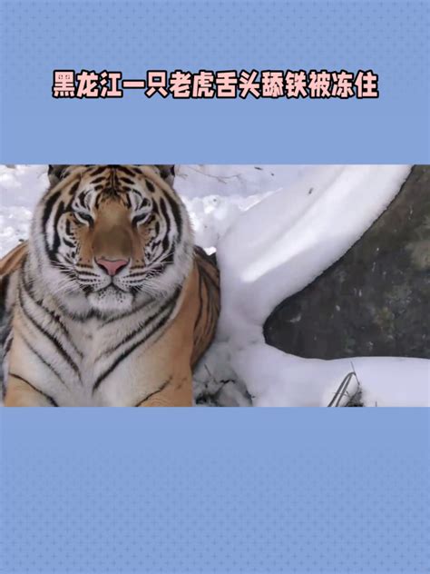 黑龙江一只老虎舌头舔铁被冻住 度小视