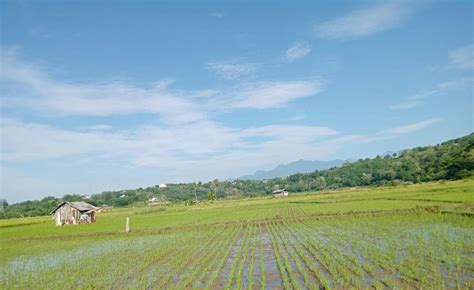 Begini Cara Kementan Penuhi Kebutuhan Pangan Sepanjang 2023 Food Station