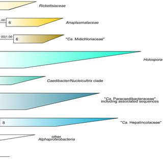 Phylogenetic Tree Topology Of The Maximum Likelihood Analysis Employing
