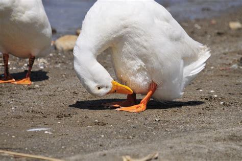 Wildlife Birds Series White Duck With Yellow Bill Pekin Duck Stock