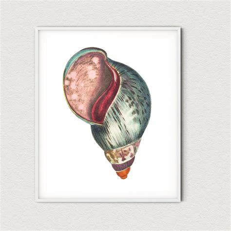 Vintage Snail Shell Print Etsy Vintage Snail Shell Print Etsy