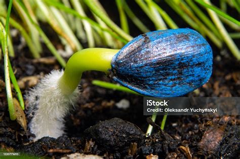 Kecambah Hijau Muda Dari Biji Bunga Matahari Besar Foto Stok Unduh Gambar Sekarang Alam