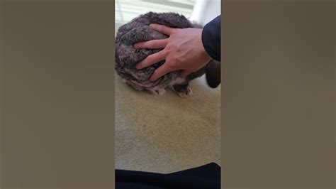 うさぎのお尻もみもみ Youtube