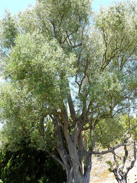 서양요리에 감초인 오일의 왕 올리브나무 11월 30일의 꽃은 올리브나무olive 꽃말은 평화이다 올리브 하면 구해줘 송박사의365일꽃이야기