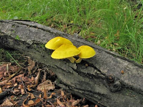 Фотокаталог грибов: Плютей Фенцля (Pluteus fenzlii)