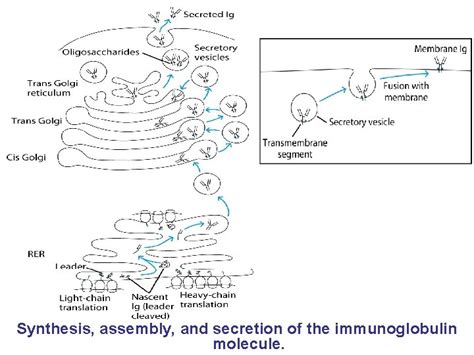 Immunoglobulins Generation Of Diversity Introduction Immunologist