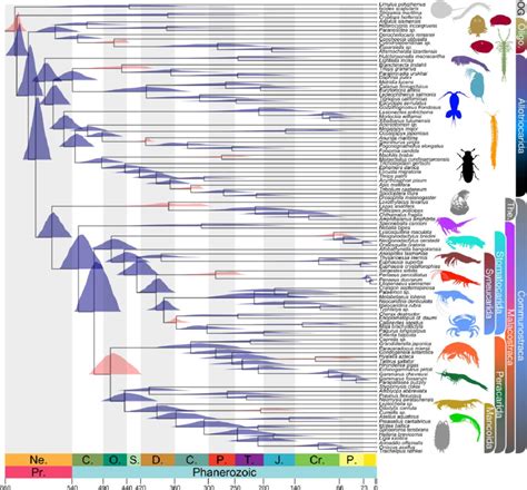 fossil calibrated divergence time estimates for pancrustacea based on
