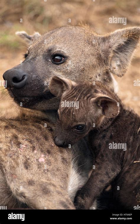 Spotted Hyena Crocuta Crocuta Female And Cub Kruger National Park