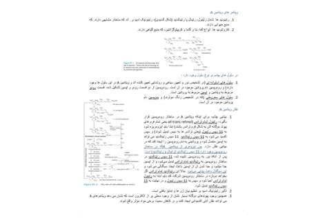 دانلود فایل بیوشیمی ویتامین و متابولیسم فاپول