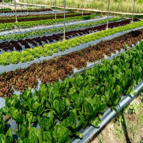 The Top Vegetable Garden Layouts To Maximize Your Yield