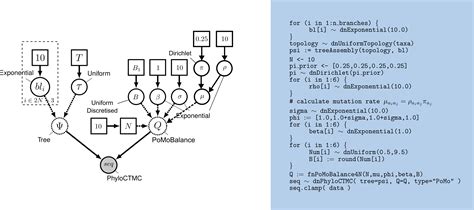 Revbayes Polymorphism Aware Phylogenetic Models With Balancing Selection