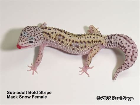 Guide to leopard gecko morphs and genetics – Artofit