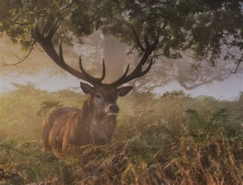 This Image Red Deer In Stives Photographic Club