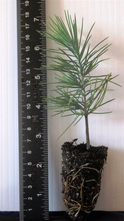 Cedrus Deodara Deodar Cedar Plugs Brooks Tree Farm