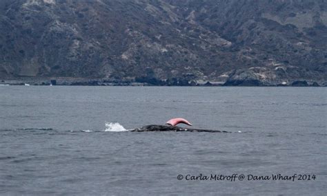Look At The Size Of That Gray Whale Penis