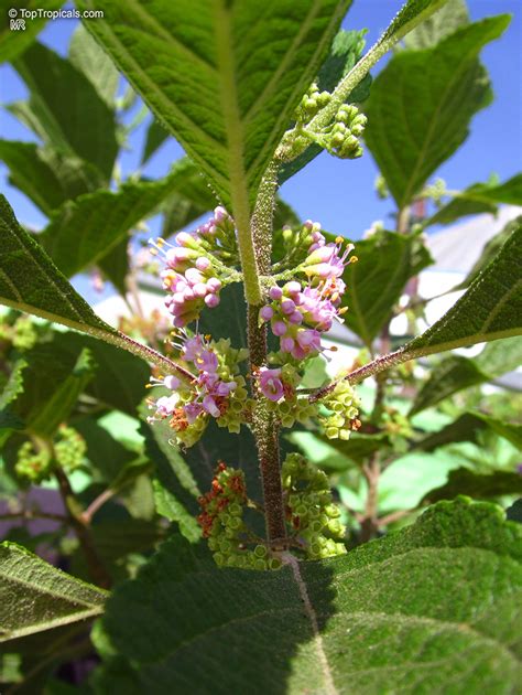 Callicarpa Americana Lactea