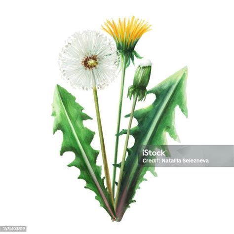 민들레 꽃과 녹색 잎의 수채화 꽃다발 흰색 고립된 배경에 있는 손으로 그리는 클립아트 식물 초원 그림 디자이너 장식 엽서 포장지 스크랩북 표지 초대장 웨딩 디자인 포스터