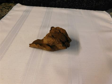 Manatee Symphysis Fossil Fossils And Artifacts For Sale Paleo Enterprises