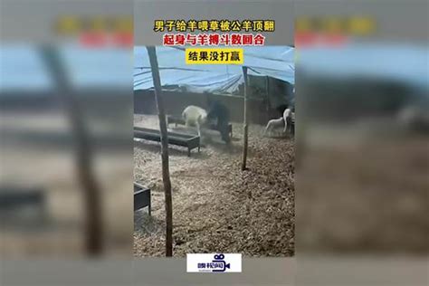 男子给羊喂草被公羊顶翻，起身与羊搏斗数回合，结果没打赢回合结果男子