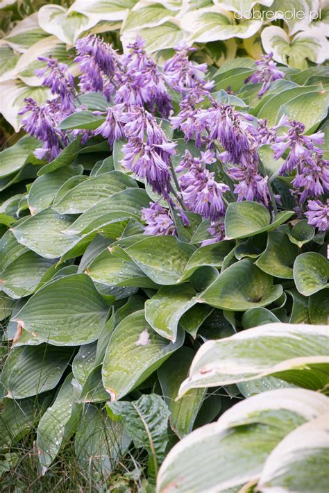 Szkółka Bylin Dobrepole Hosta Blue Cadet Funkia Ogrodowa