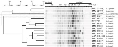 protein profiles and corresponding dendrogram derived from upgma